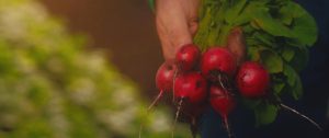 Duda Farm Fresh Foods – DUDA