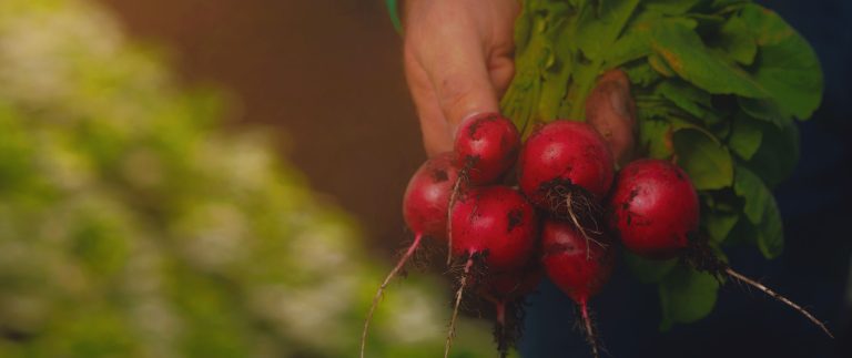 Duda Farm Fresh Foods – DUDA